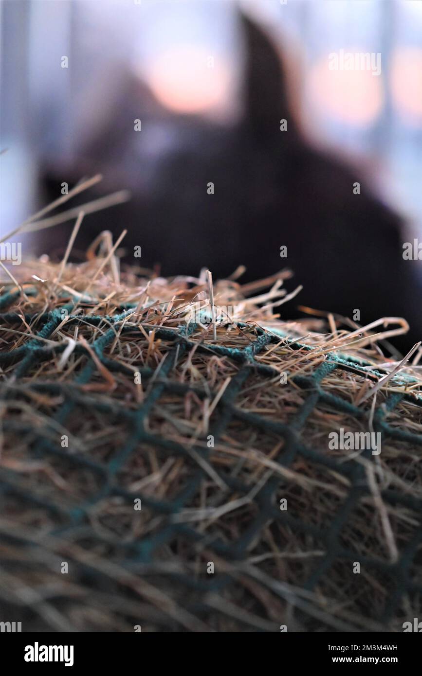 Hay under a green hay net besides the a horses head Stock Photo - Alamy