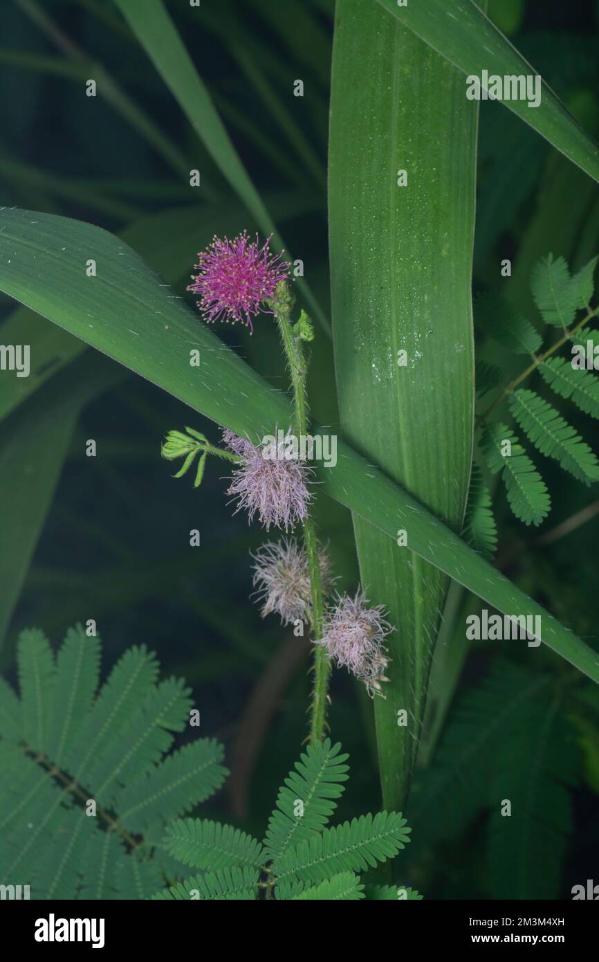 Invisa hi-res stock photography and images - Alamy