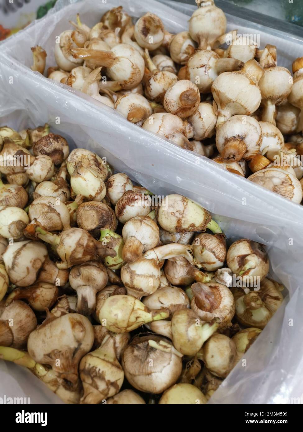bundle of the raw china arrowhead Stock Photo - Alamy