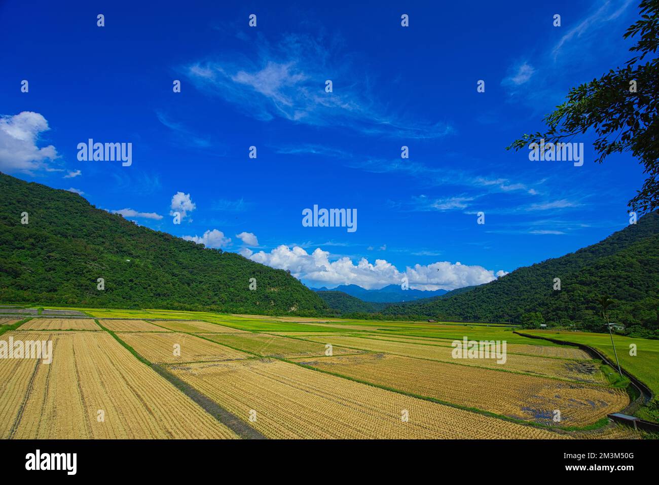 Green rice fields. Blue sky, white clouds, mountains are like idyllic ...