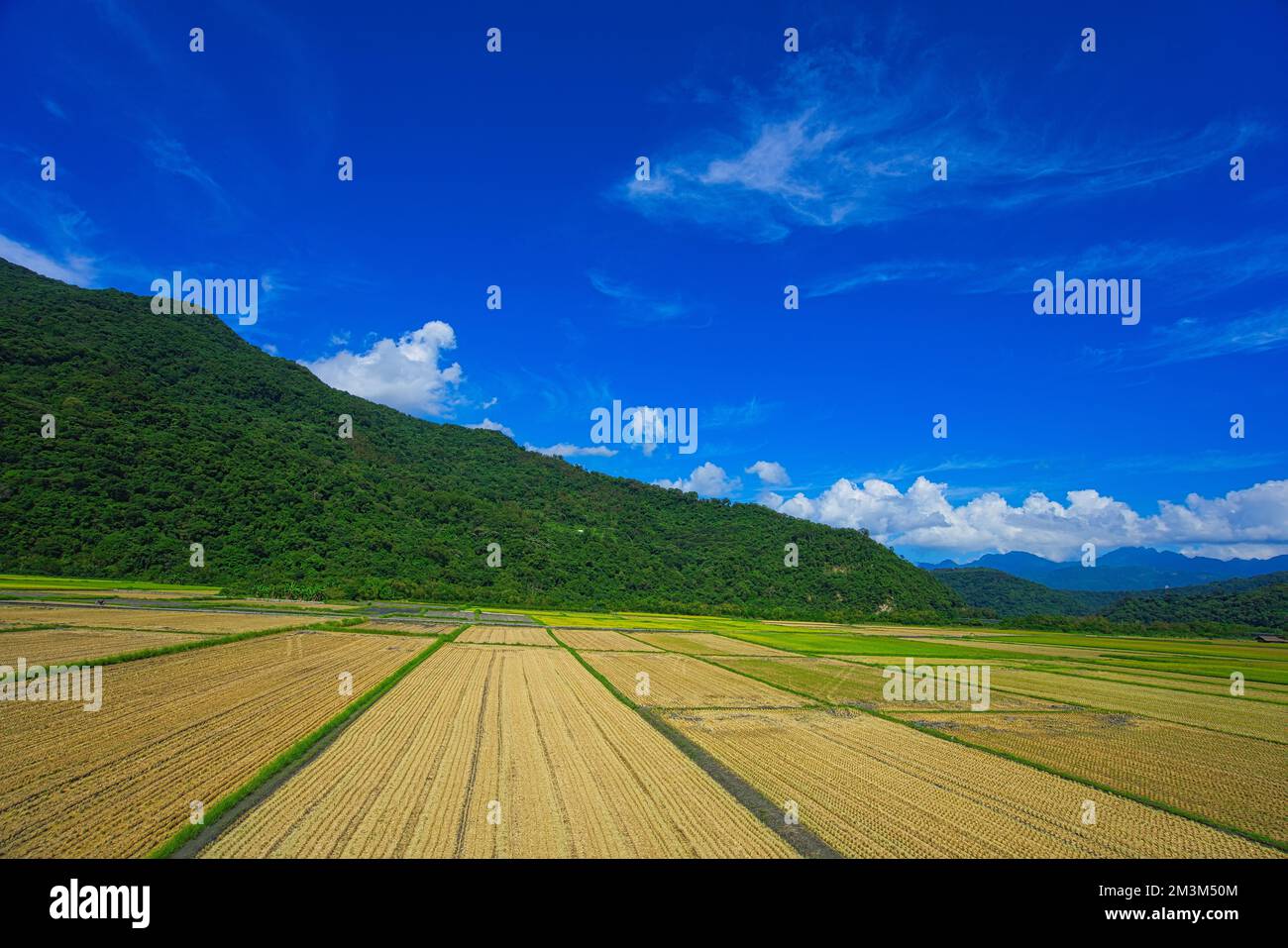 Green rice fields. Blue sky, white clouds, mountains are like idyllic ...