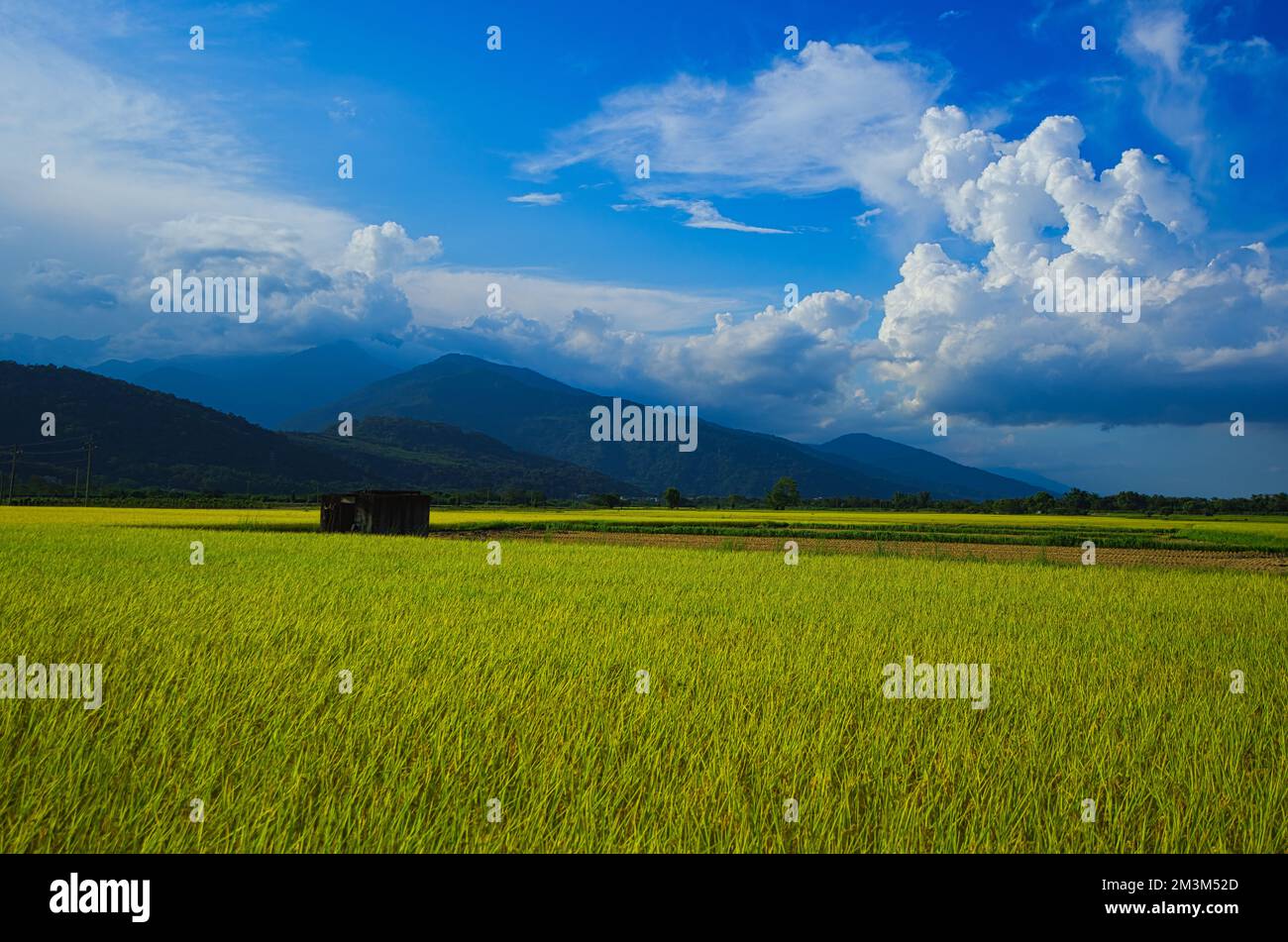 Green rice fields. Blue sky, white clouds, mountains are like idyllic ...