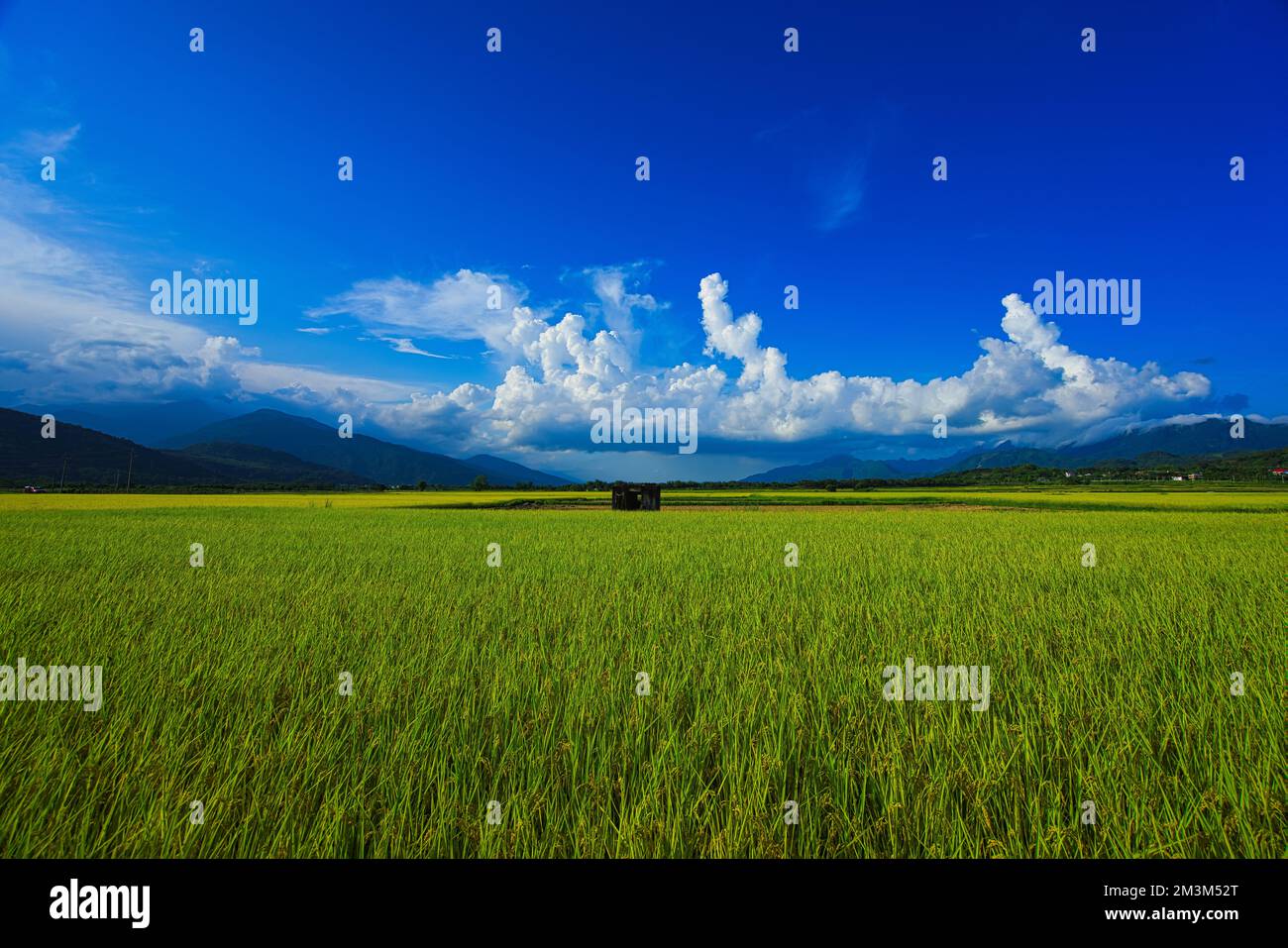 Green rice fields. Blue sky, white clouds, mountains are like idyllic ...