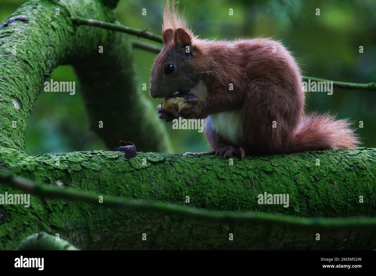 A brown squirrel perching on tree Stock Photo - Alamy