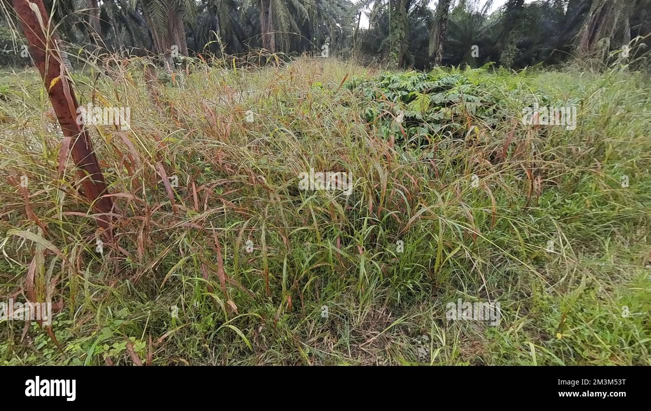 Swithgrass hi-res stock photography and images - Alamy