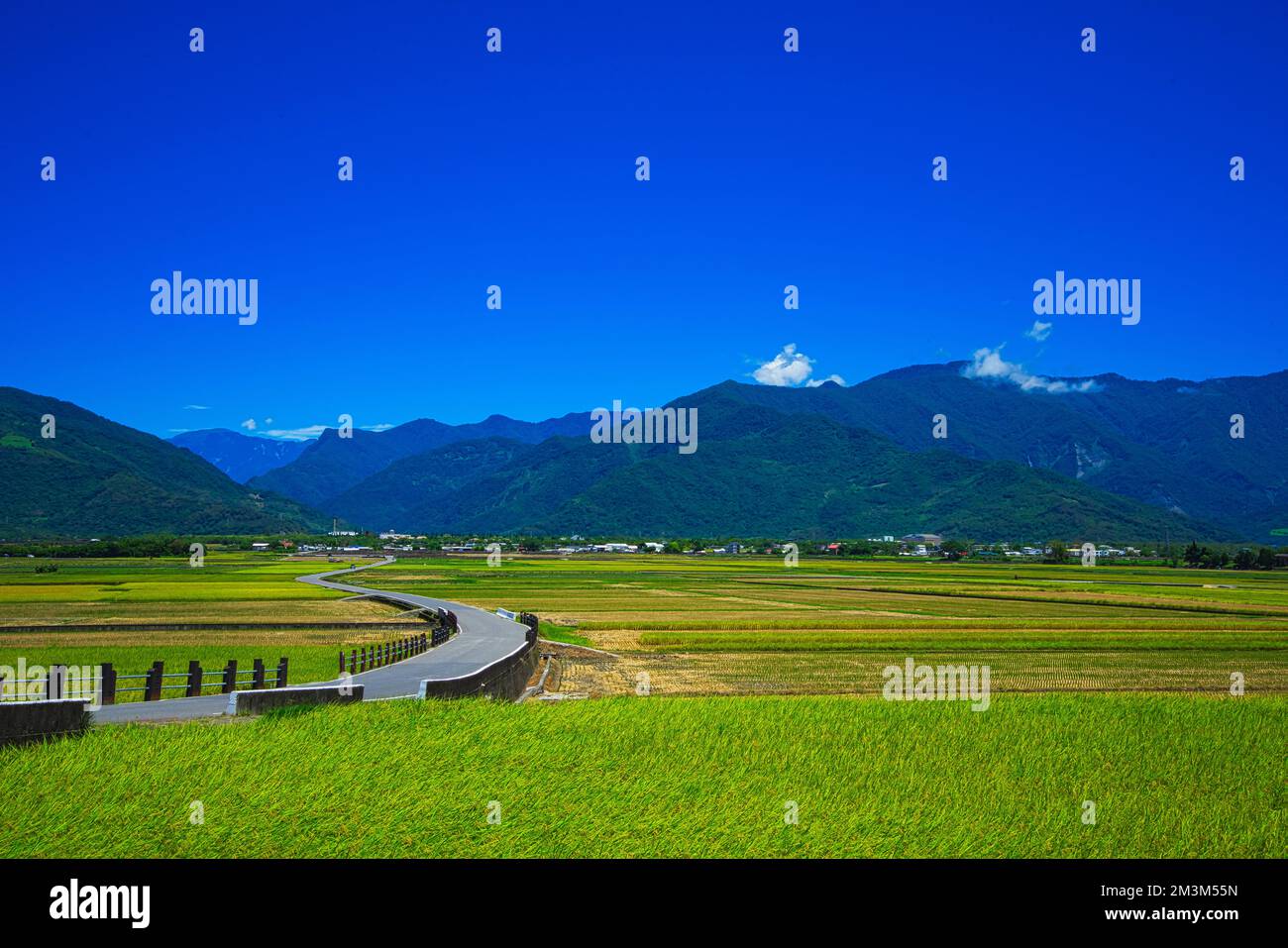 Mr. Brown Avenue. Blue sky, white clouds, rice fields combined into ...