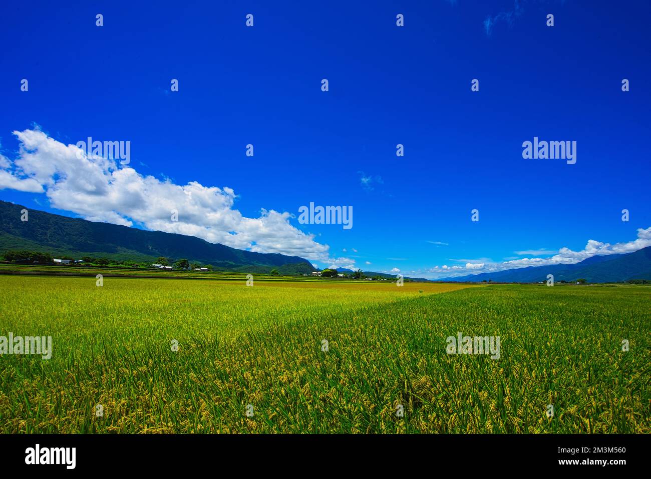 Mr. Brown Avenue. Blue sky, white clouds, rice fields combined into ...