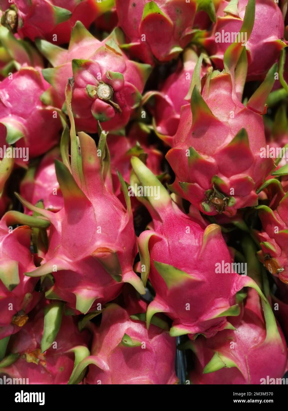 bundle of the selenicereus undatus fruits Stock Photo - Alamy