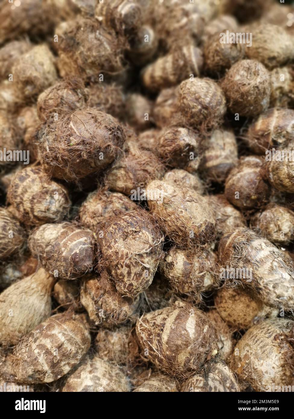 Hairy taro hi-res stock photography and images - Alamy