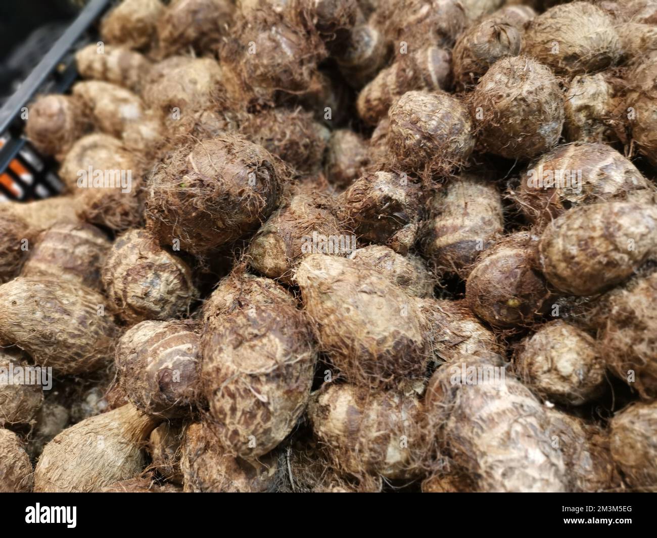 bundle of fresh hairy small yams Stock Photo - Alamy