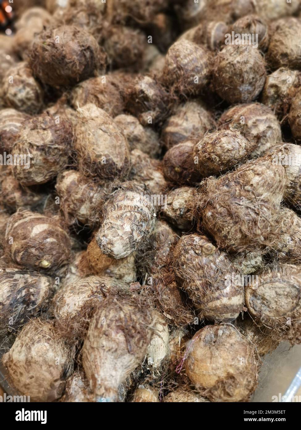 Hairy taro hi-res stock photography and images - Alamy