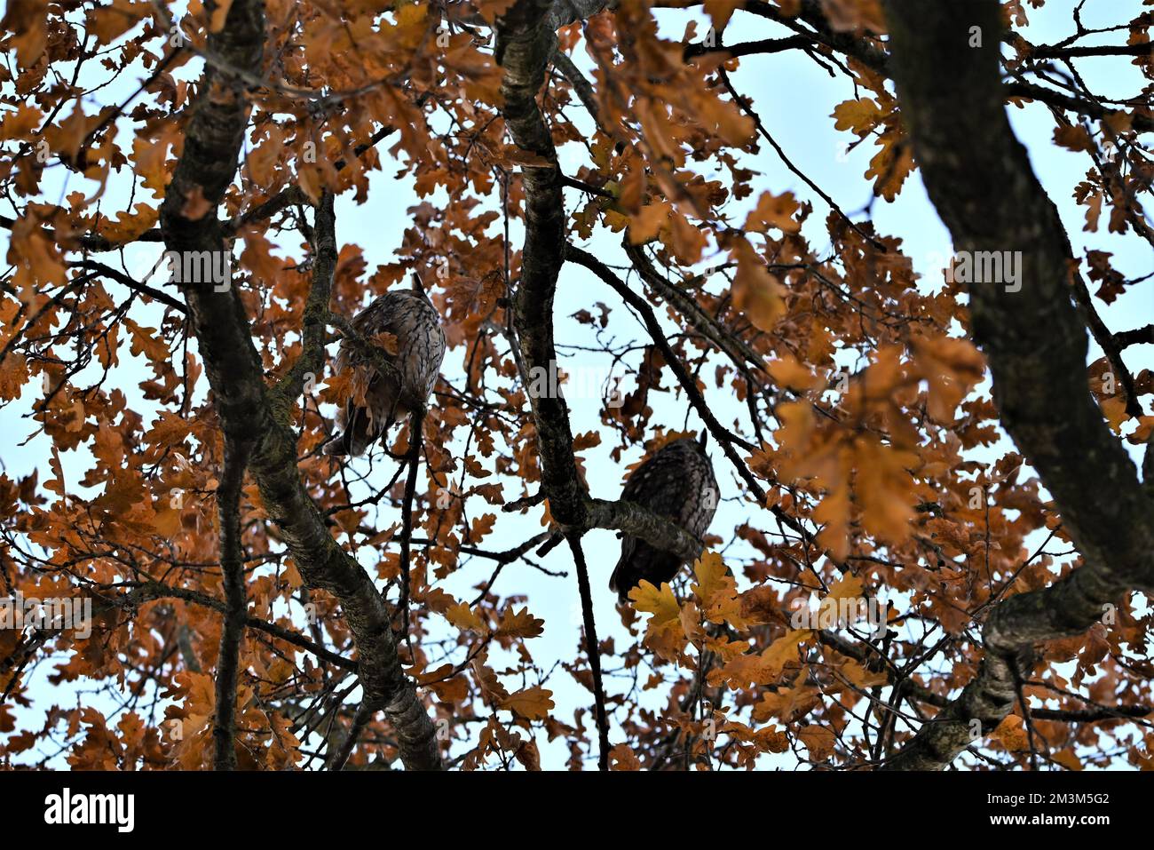 Two long eared owls in an oak tree Stock Photo - Alamy