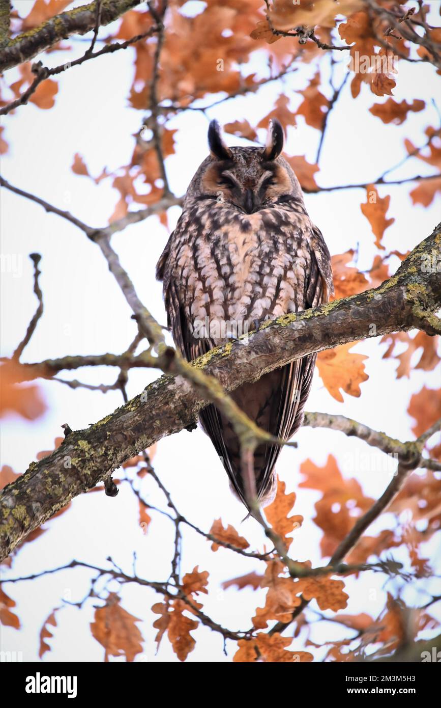 White owl in tree green hi-res stock photography and images - Alamy