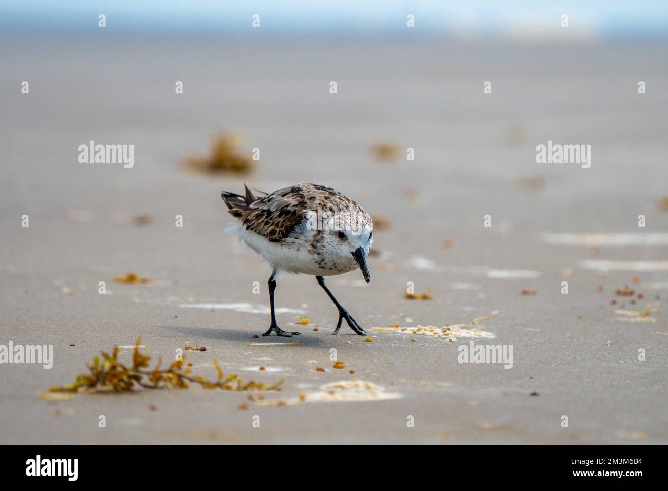 A small bird on the Beach Stock Photo - Alamy
