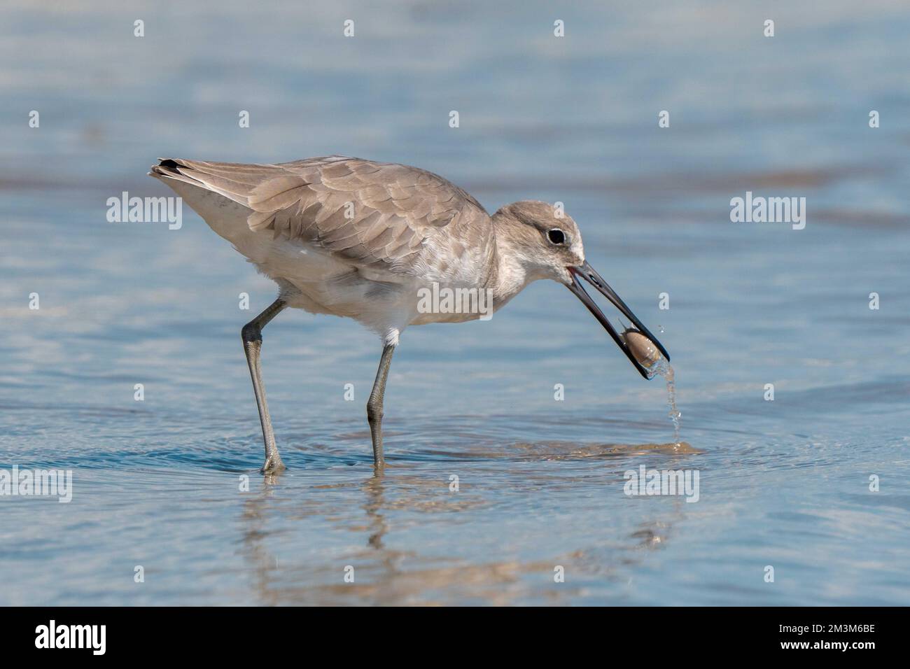 A small bird on the Beach Stock Photo - Alamy
