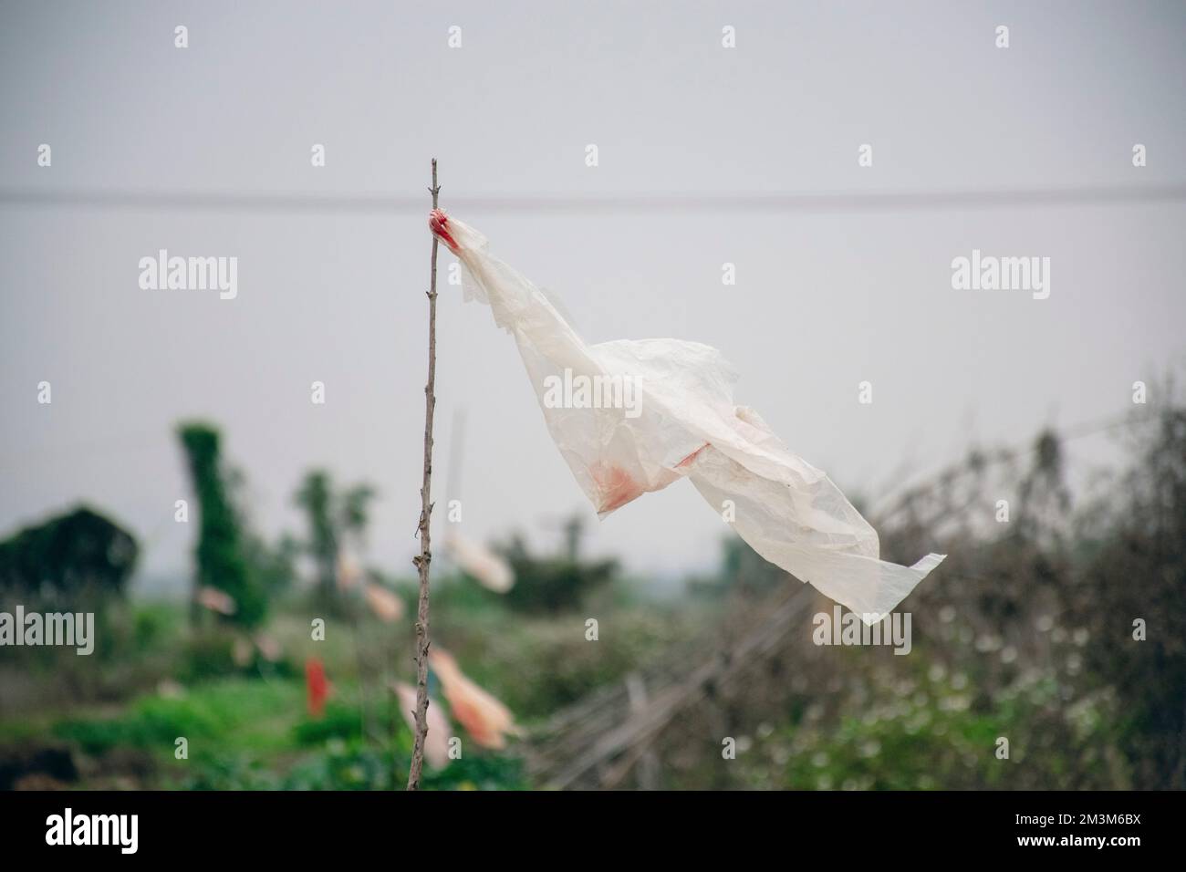 A tree branch with dirty plastic bag Stock Photo - Alamy