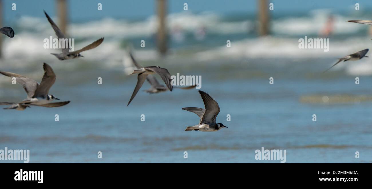A small bird on the Beach Stock Photo - Alamy