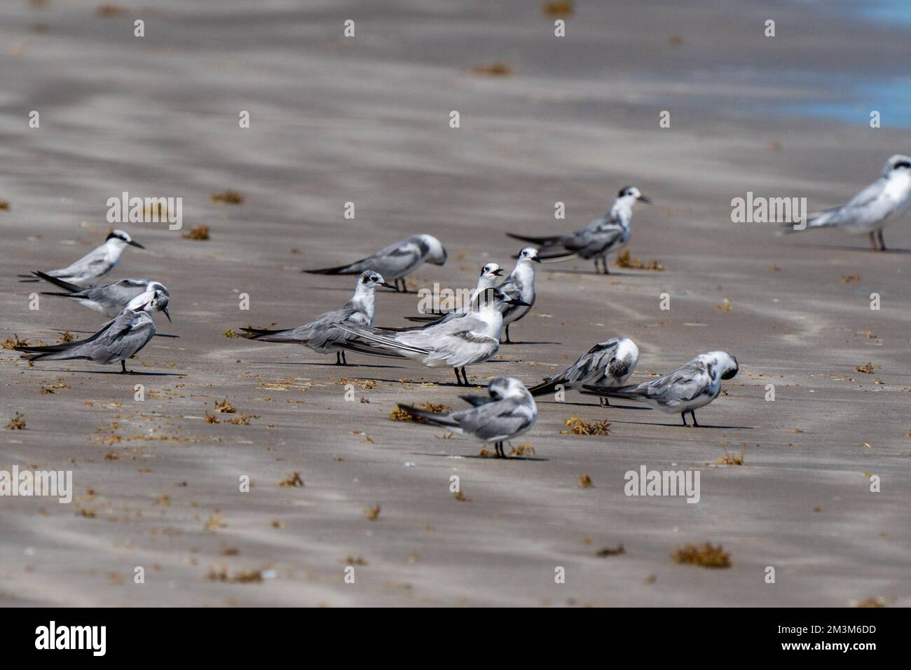 Small beach bird hi-res stock photography and images - Alamy