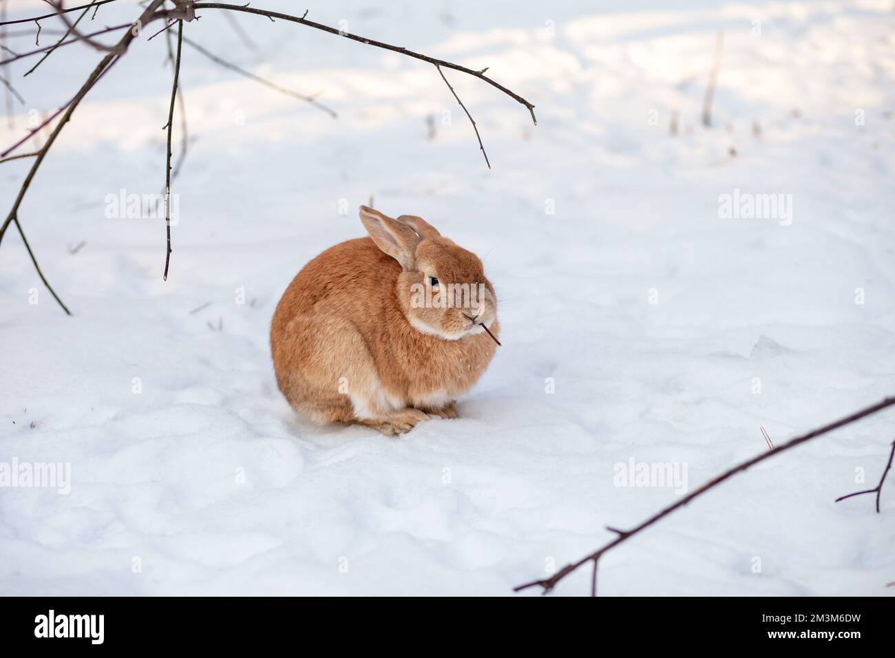 Captive bunny in a cage hi-res stock photography and images - Alamy