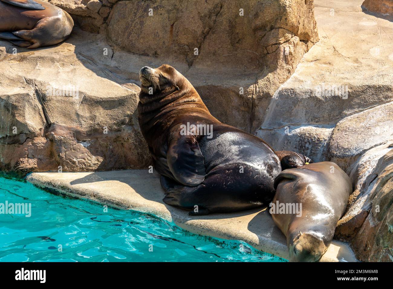 Sea lion in a zoo Stock Photo - Alamy