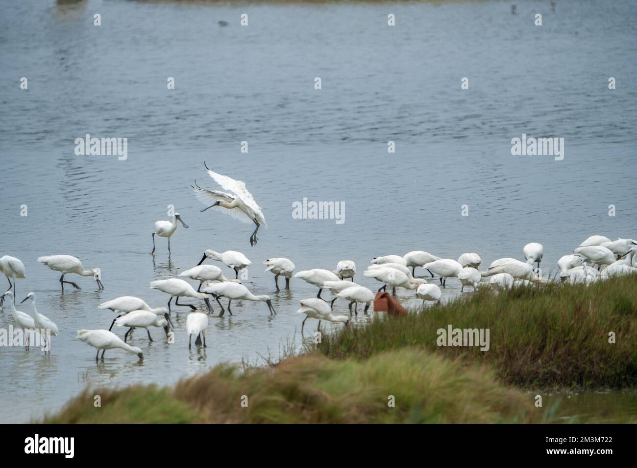 Black-faced spoonbills, black-winged stilts, and Chinese egrets, in a ...