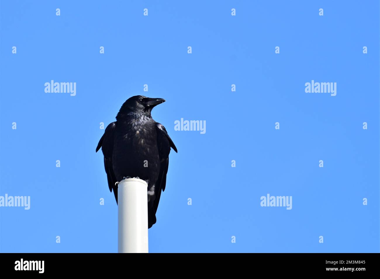 A black raven sitting on a white pole Stock Photo - Alamy