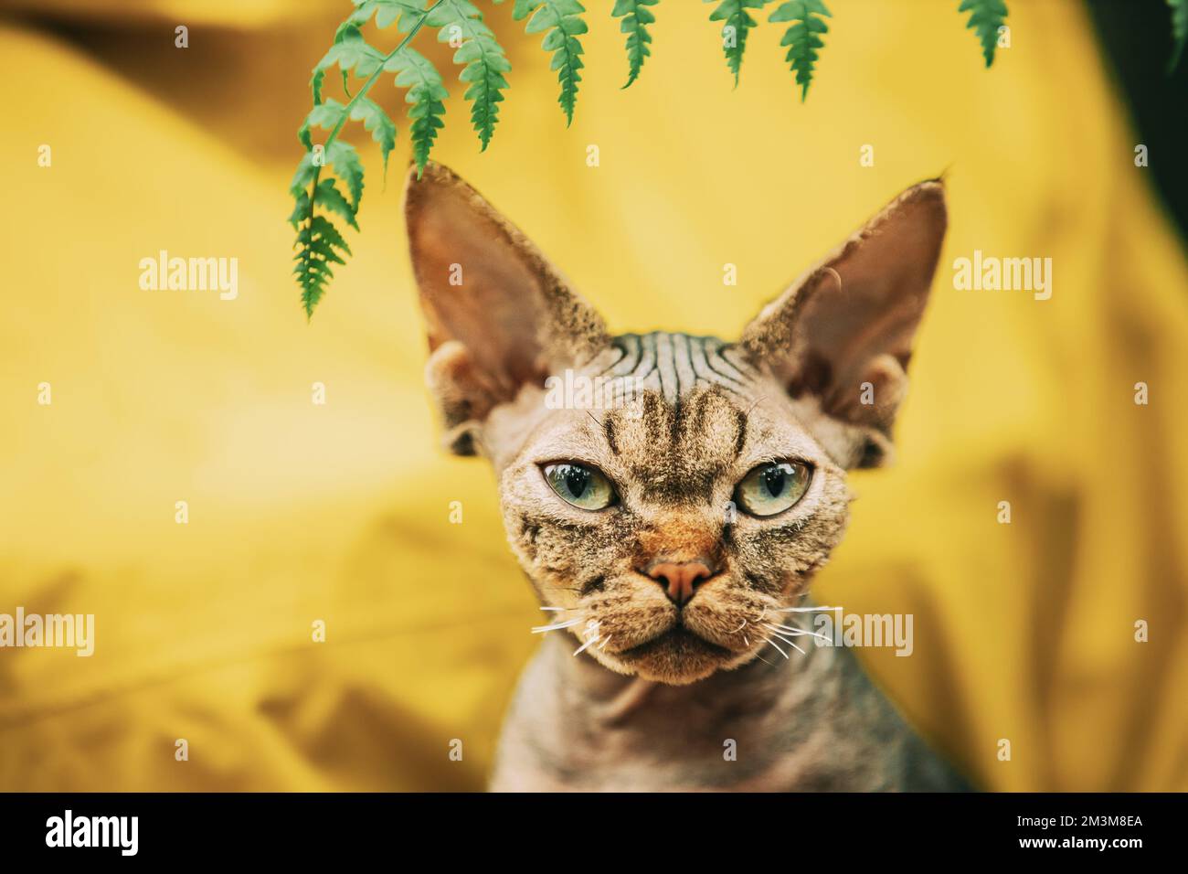 Cats Portrait With Fern Leaves. Cute Funny Curious Playful Beautiful ...