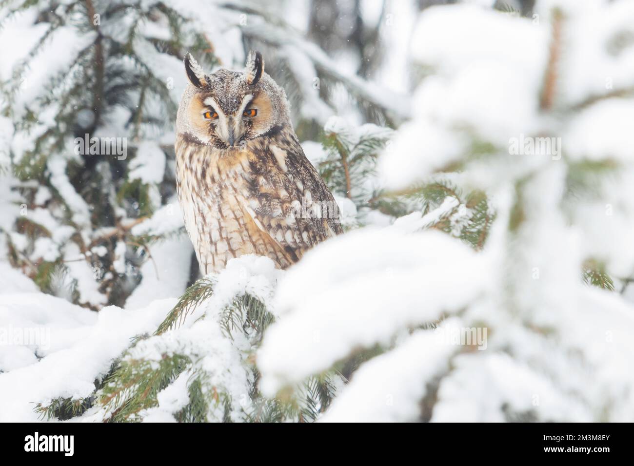 Barn owl snow close up hi-res stock photography and images - Alamy