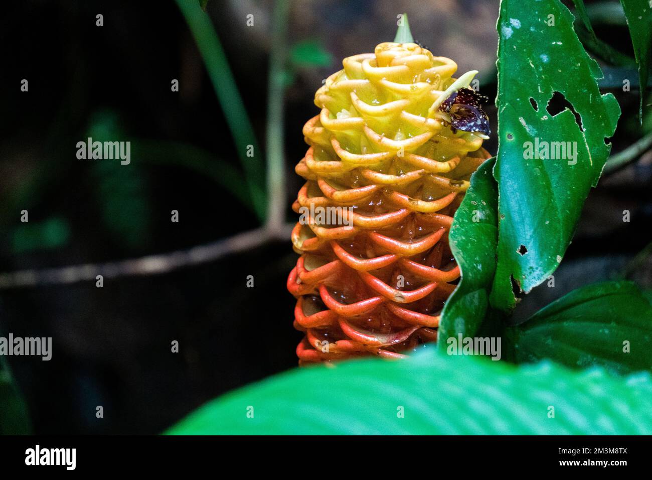 Costa rican jungle Stock Photo - Alamy