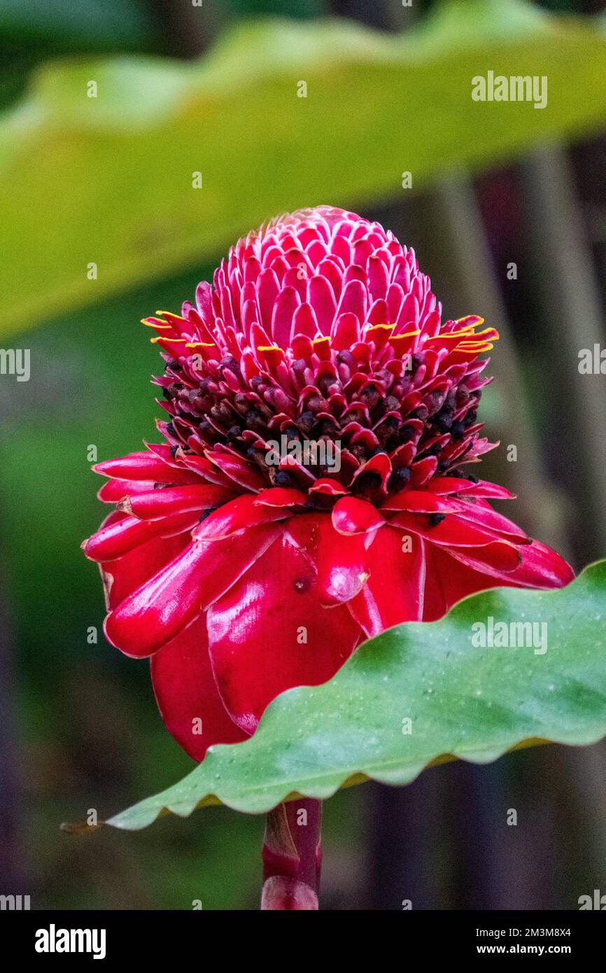 Life in Samara Costa Rica Stock Photo - Alamy