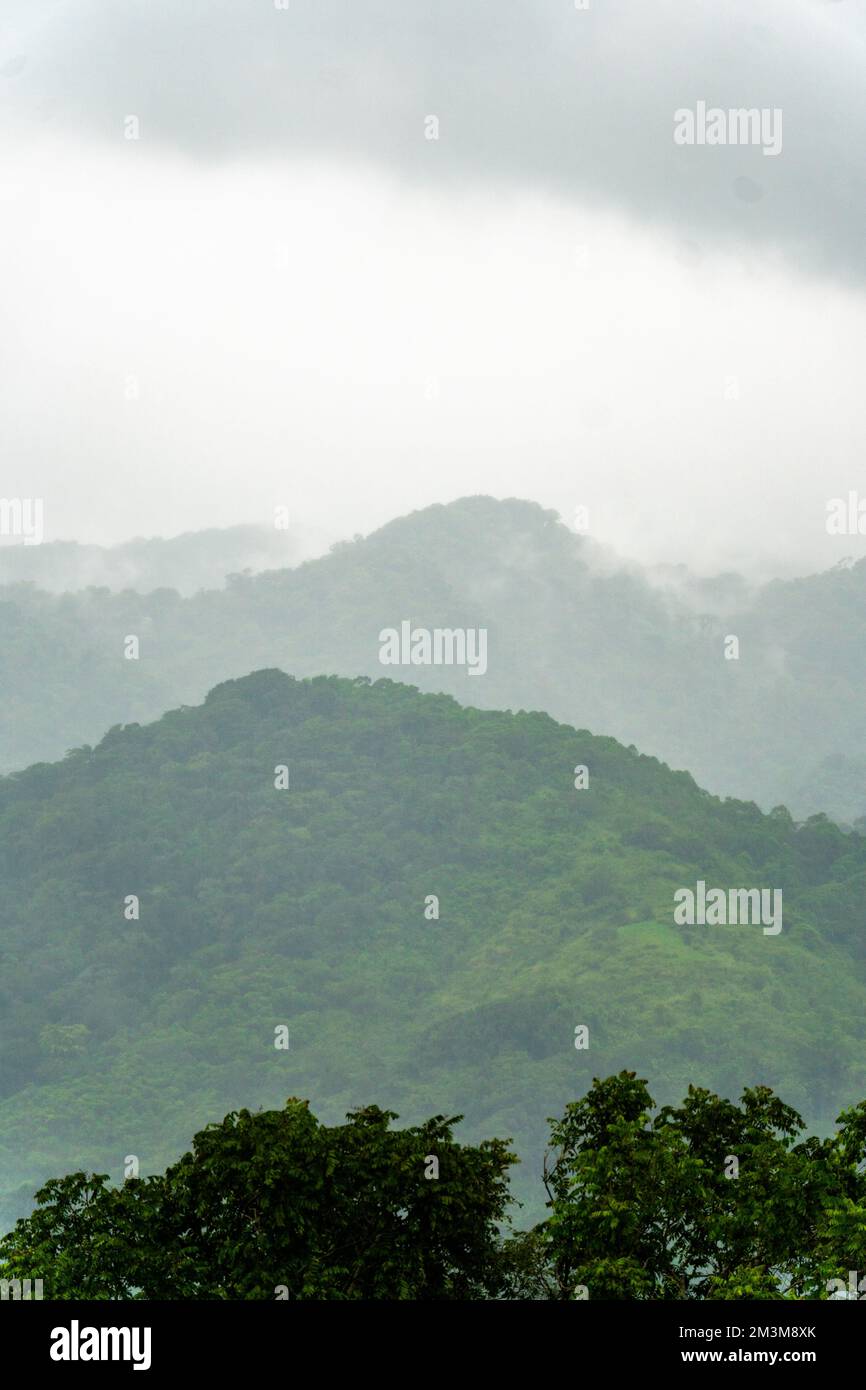 Costa rican jungle Stock Photo - Alamy