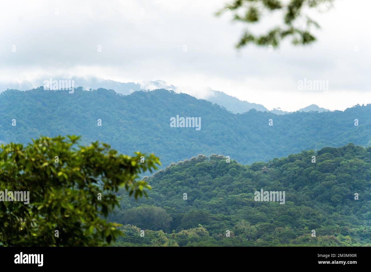 Costa rican jungle Stock Photo - Alamy