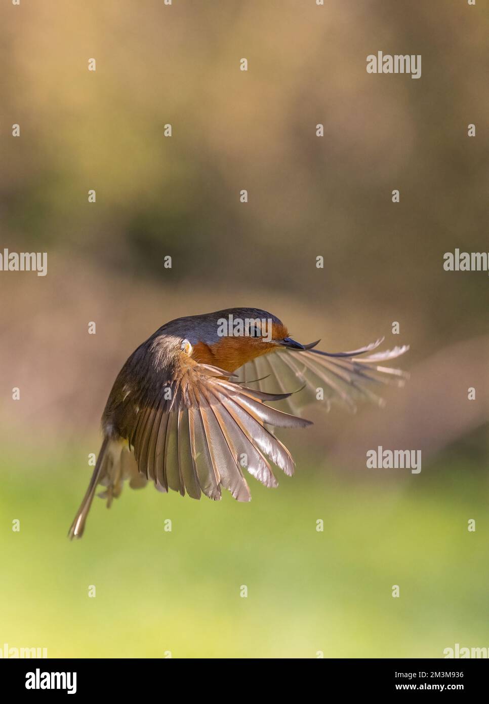 British robin in flight hi-res stock photography and images - Alamy