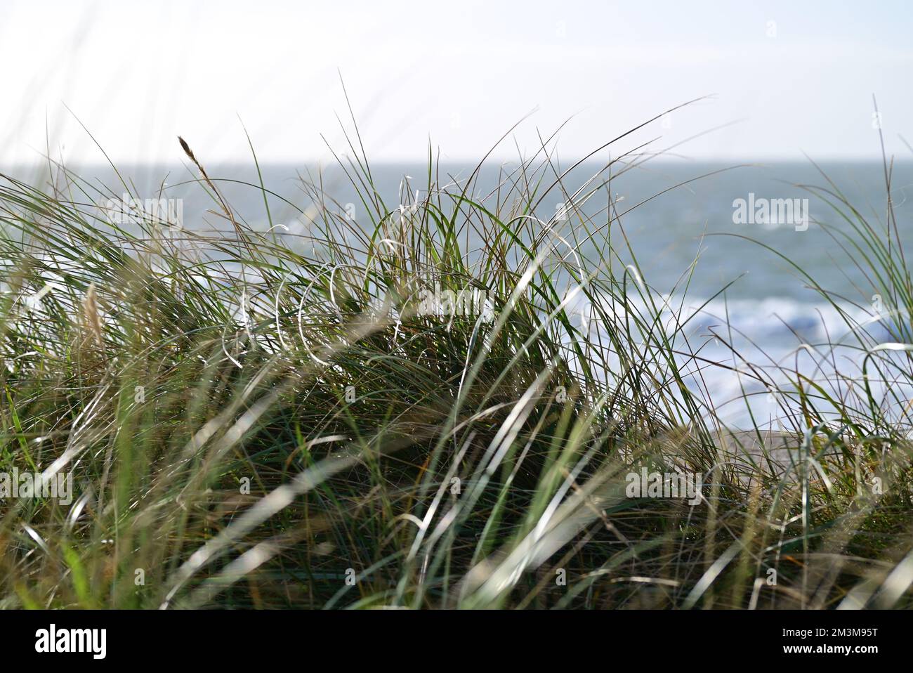 Beach grasses as a closeup against the ocean Stock Photo - Alamy