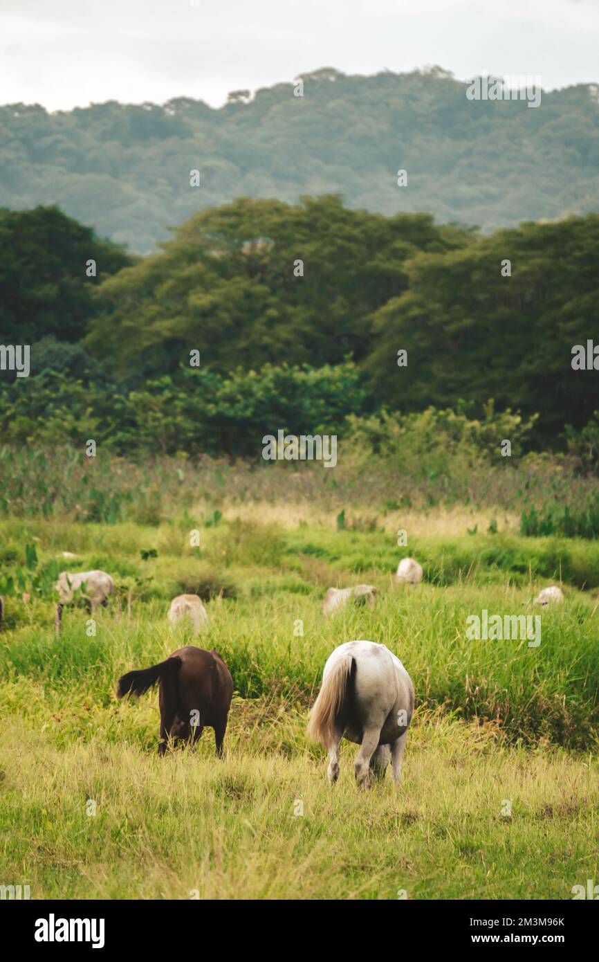 Life in Samara Costa Rica Stock Photo - Alamy