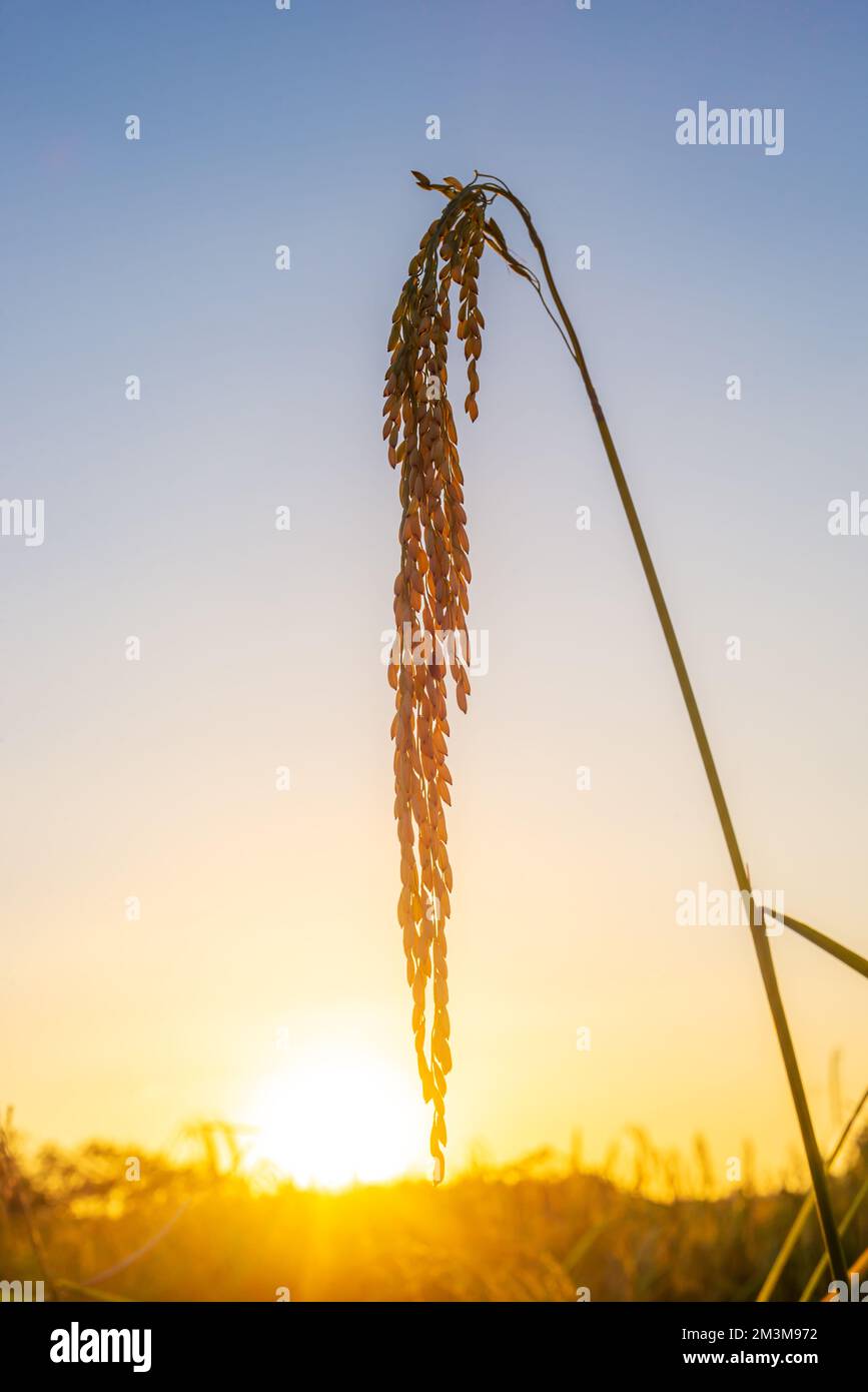 Rice paddy in rice field rural with cloud sky in daylight, Green field ...