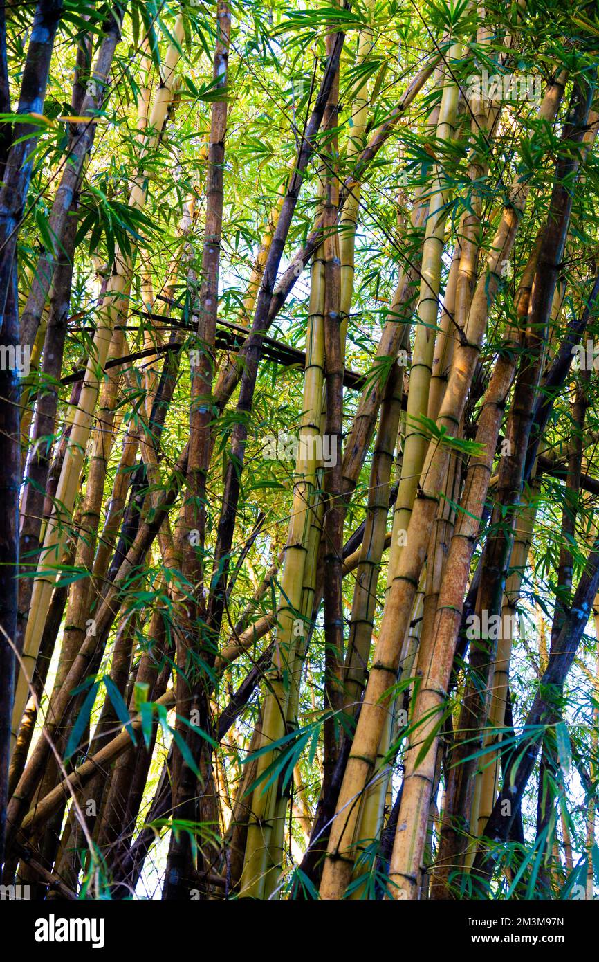 Costa rican jungle Stock Photo - Alamy