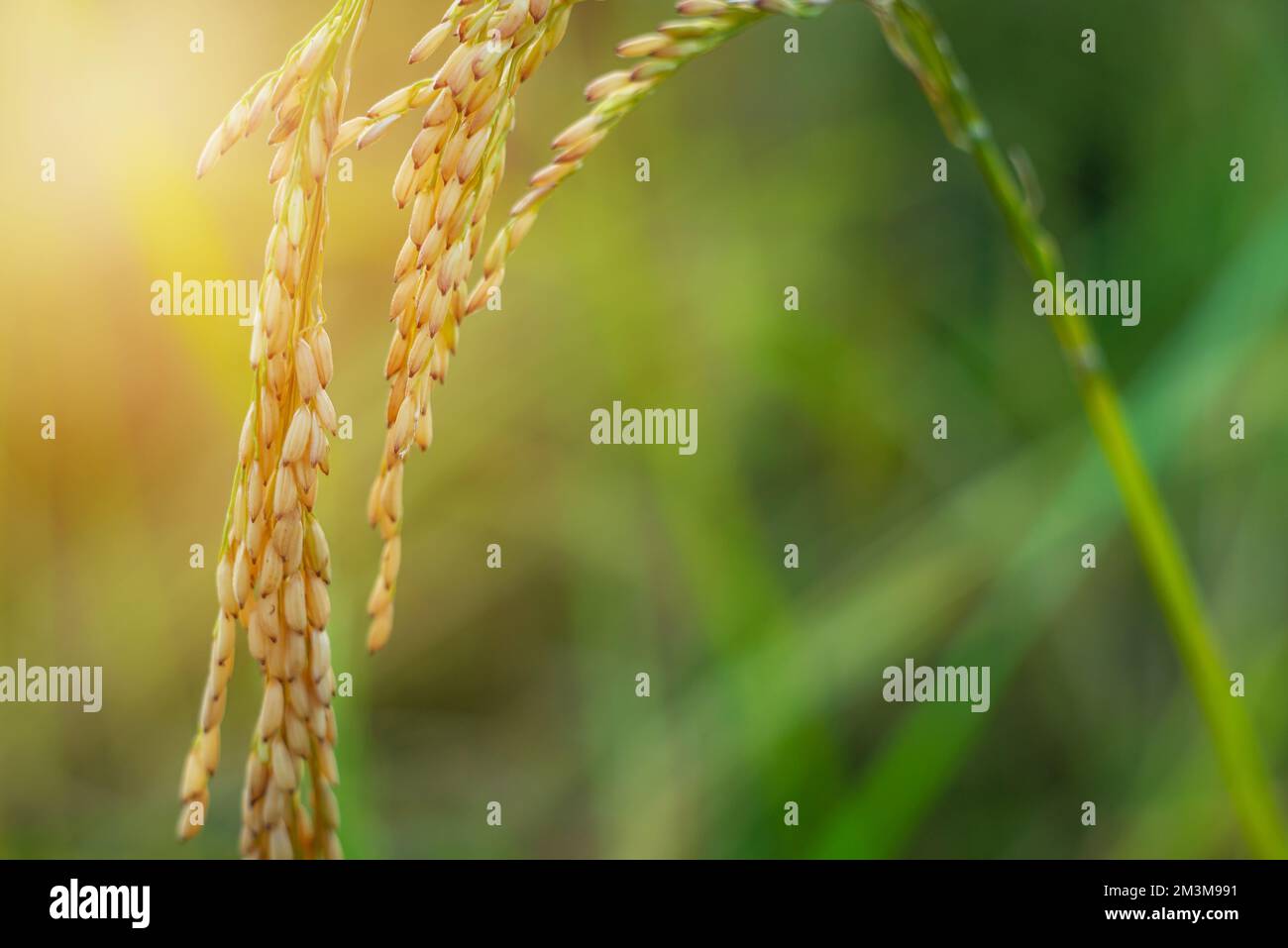 Rice paddy in rice field rural with cloud sky in daylight, Green field ...