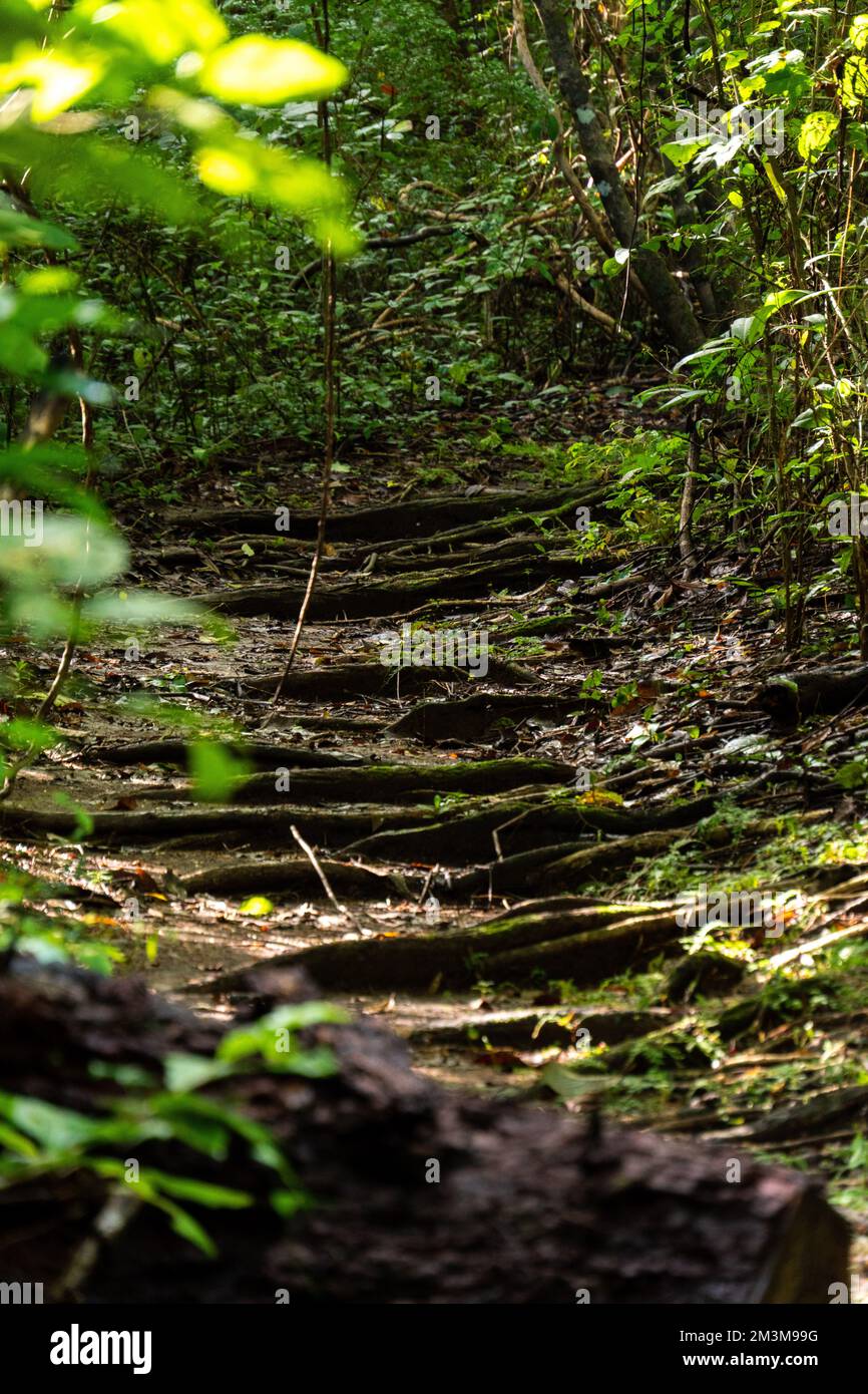 Costa rican jungle Stock Photo - Alamy