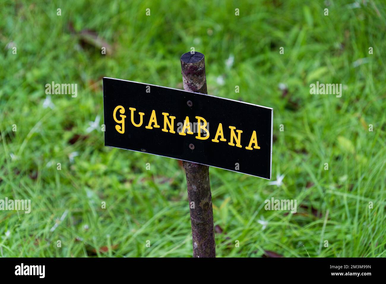 Costa rican jungle Stock Photo - Alamy