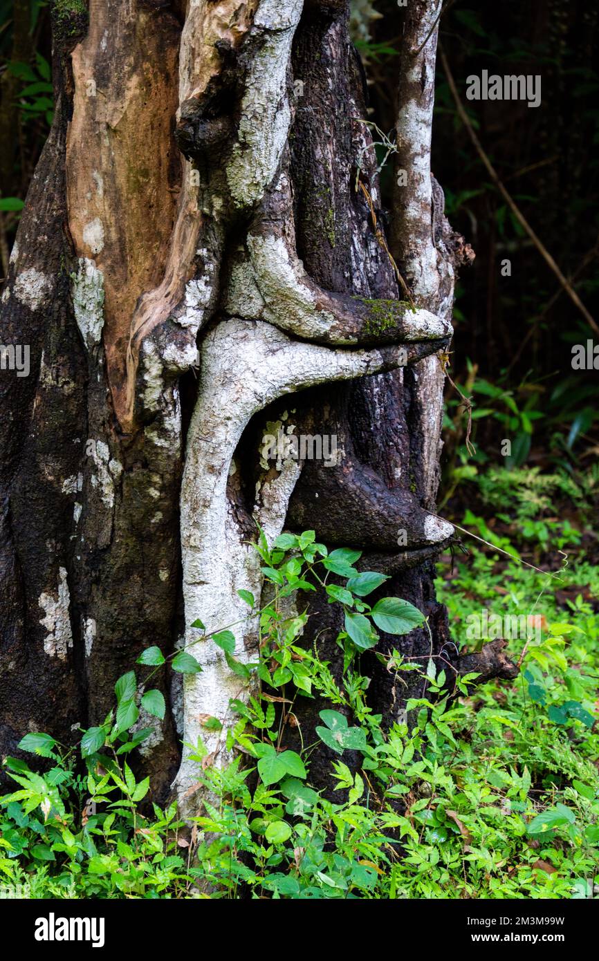 Costa rican jungle Stock Photo - Alamy