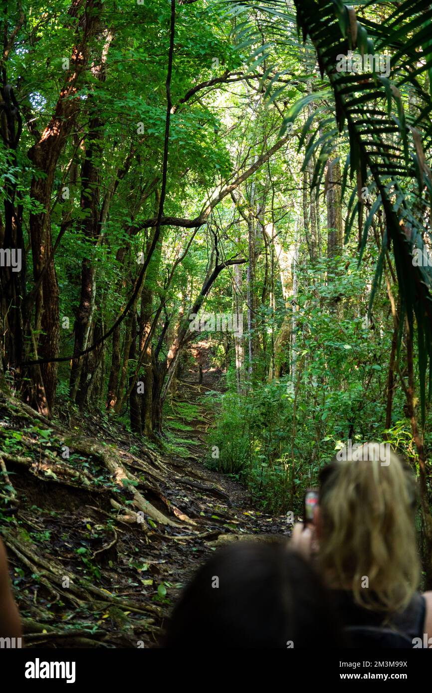 Costa rican jungle Stock Photo - Alamy