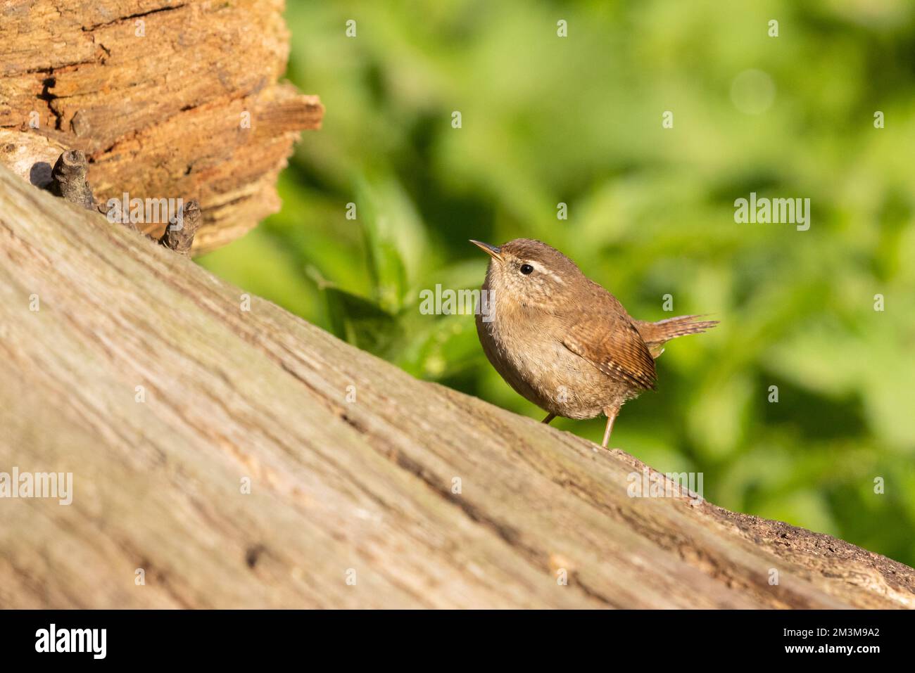Wren [ Troglodytes troglodytes ] on rotten log Stock Photo - Alamy