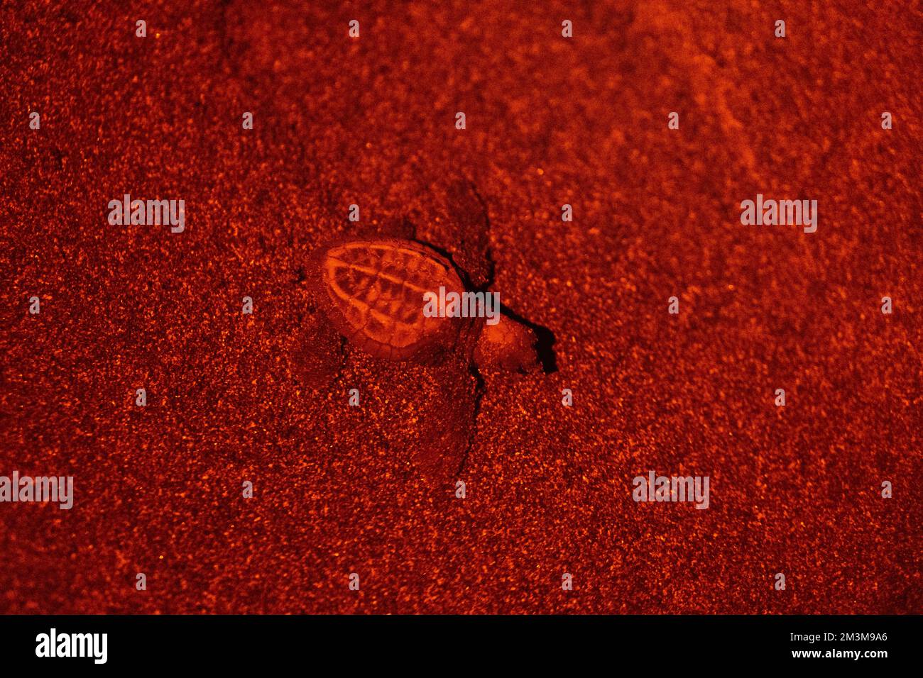 Baby sea turtle Stock Photo - Alamy