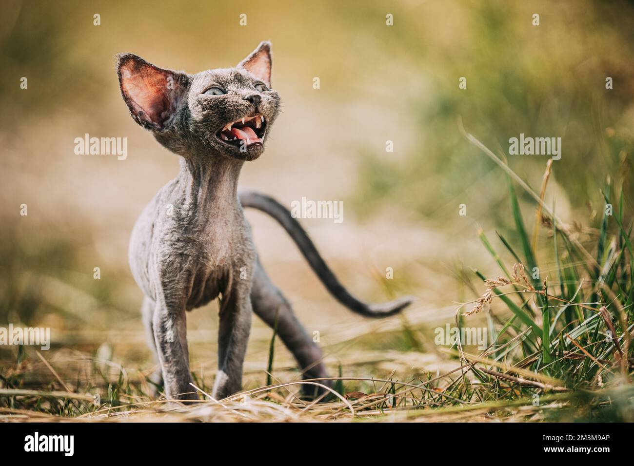 Funny Young Gray Devon Rex Kitten Meowing In Grass. Short-haired Cat Of ...