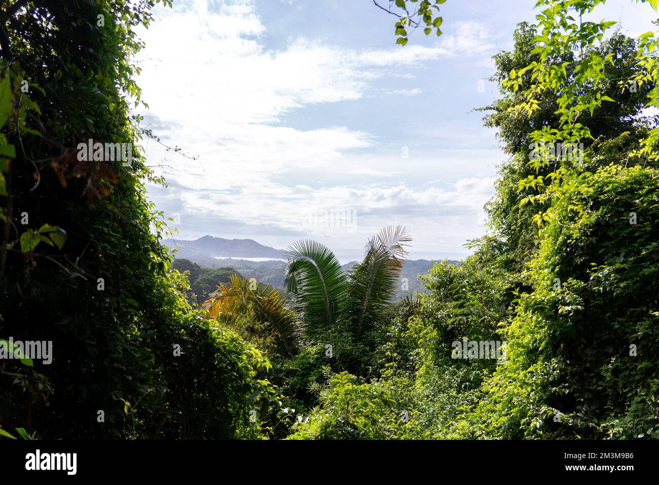 Costa rican jungle Stock Photo - Alamy
