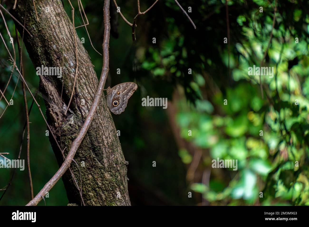 Costa rican jungle Stock Photo - Alamy