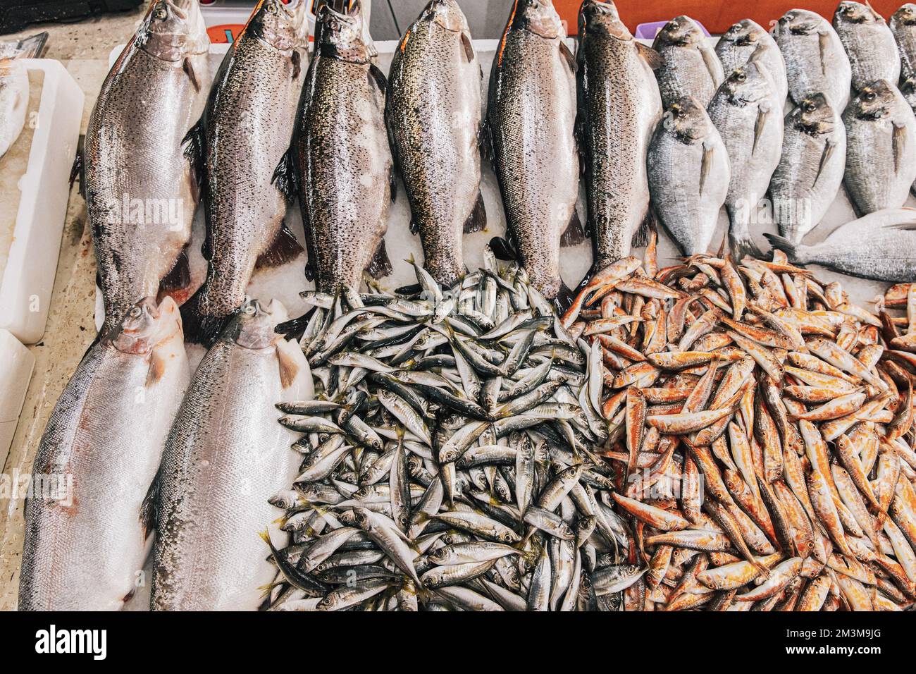 Fresh Sea Salmon, European Anchovy Fish and Mullus On Display On Ice On ...