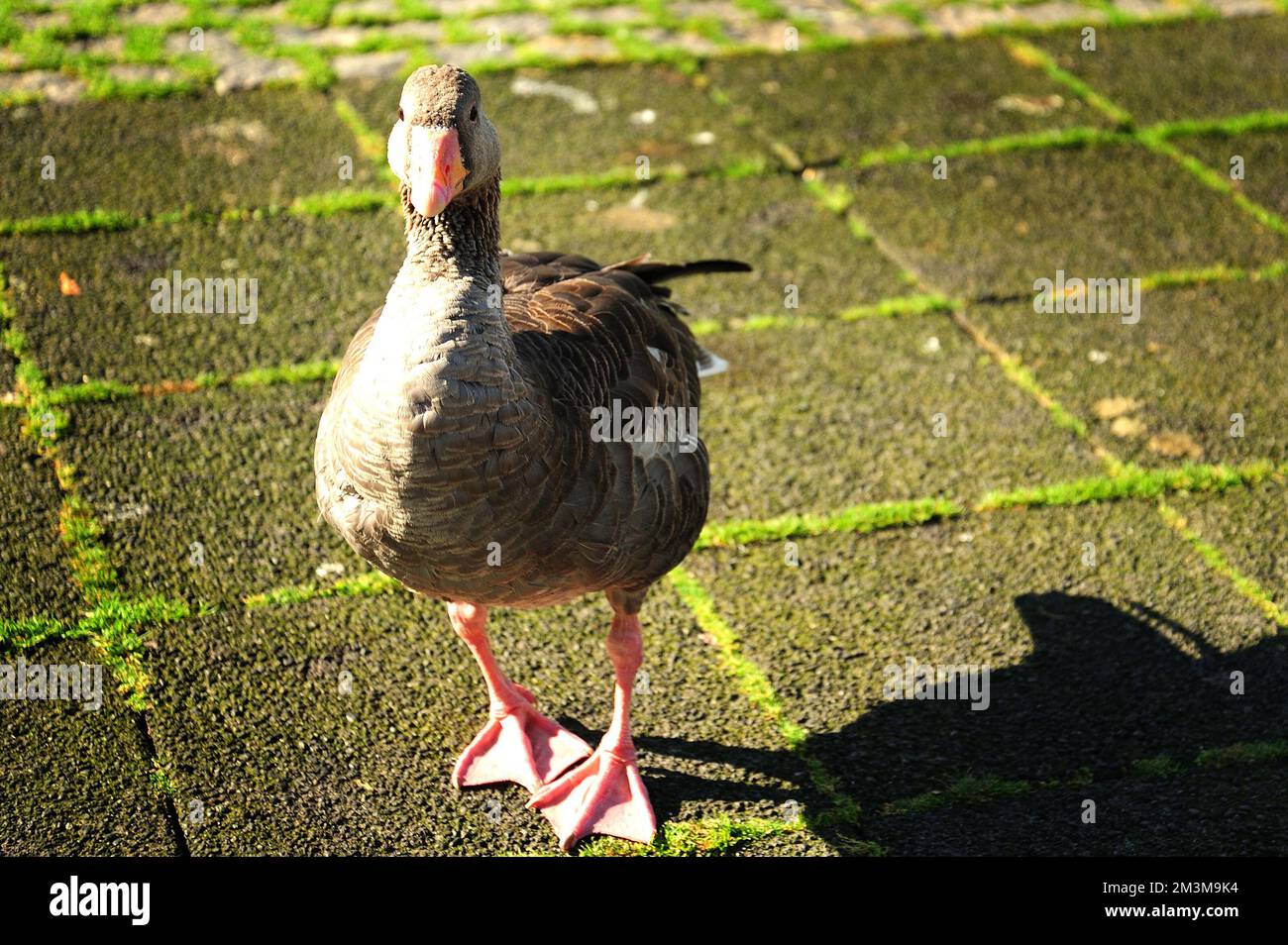 A closeup shot of a goose walking on the mossy ground in Stock Photo ...
