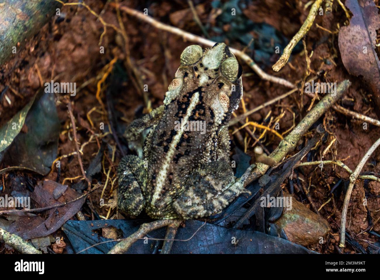 Costa rican jungle Stock Photo - Alamy